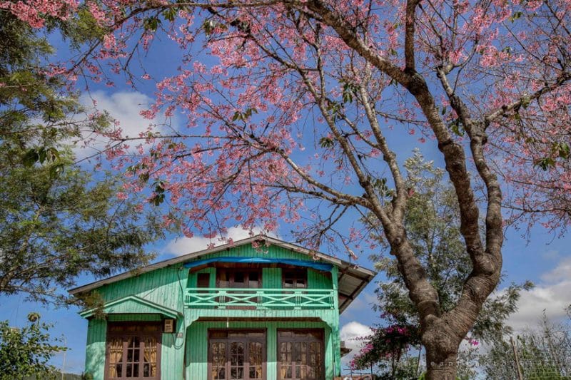 Đi khắp 'hang cùng ngõ hẻm' Đà Lạt ngắm mai anh đào
